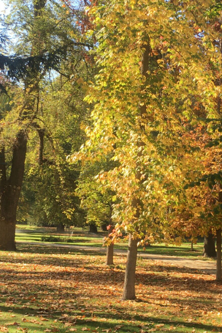 Inicio - Hotel Las Majadas
