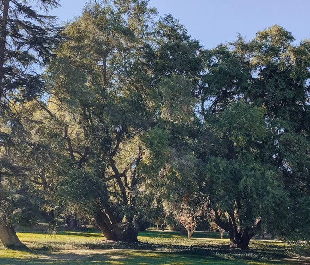 Park - Las Majadas Hotel